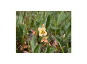 4063654294696 - Epimedium x warleyense Orangekönigin Elfenblume orange ca 9x9 cm Topf