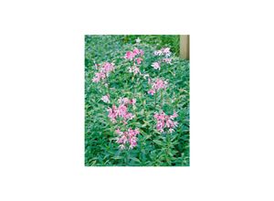 4063654310464 - Saponaria officinalis Seifenkraut rosa Blüten ca 9x9 cm Topf