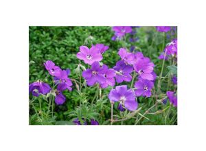 4063654296409 - Geranium clarkei Kashmir Purple Storchschnabel violett ca 9x9 cm Topf