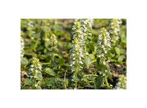 4063654285755 - Ajuga reptans Alba Günsel weißblühend ca 9x9 cm Topf