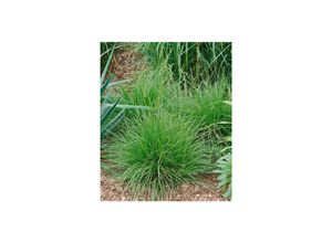 4063654293217 - Deschampsia cespitosa Tauträger Schmiele ca 9x9 cm Topf