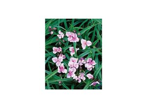 4063654313397 - Tradescantia x andersoniana Bilberry Ice ca 9x9 cm Topf buntlaubig