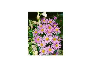 4063654287612 - Aster amellus Rosa Erfüllung Berg-Aster rosa ca 9x9 cm Topf