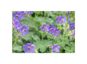 4063654296829 - Geranium renardii Philippe Vapelle Storchschnabel ca 9x9 cm Topf