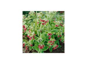 4063654309215 - Pulmonaria rubra Lungenkraut rotblühend ca 9x9 cm Topf