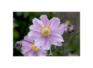 4063654286295 - Anemone hupehensis September Charm Herbst-Anemone rosa ca 9x9 cm Topf