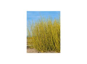4063654821366 - Cornus sericea Flaviramea Gelbholz-Hartriegel 40–60 cm