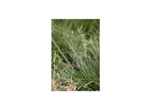 4063654293194 - Deschampsia cespitosa Goldtau Schmiele goldgelb ca 9x9 cm Topf