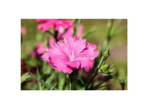 4063654293378 - Dianthus gratianop Grandiflorus Nelke rosa ca 9x9 cm Topf