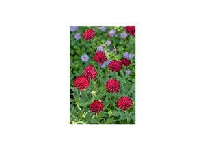 4063654302117 - Knautia macedonica Purpur-Witwenblume purpurrot ca 9x9 cm Topf