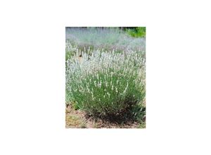 4063654302452 - Lavandula angustifolia Nana Alba Lavendel weiß ca 9x9 cm Topf