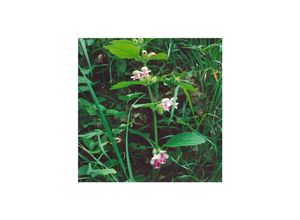 4063654304142 - Melittis melissophyllum Immenblatt weiß-rosa ca 9x9 cm Topf