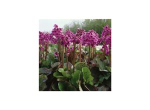 4063654289715 - Bergenia cordifolia Pinneberg Riesensteinbrech rosa ca 9x9 cm Topf