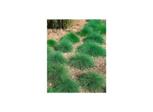 4063654295648 - Festuca ovina Eisvogel Schwingel blaugrün ca 9x9 cm Topf