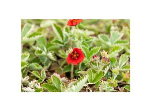 4063654308706 - Potentilla atrosanguinea Fingerstrauch leuchtend rot ca 9x9 cm Topf