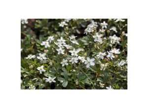 4063654249856 - Potentilla tridentata Nuuk Fingerkraut ca 9x9 cm Topf