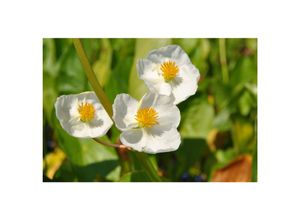 4063654309970 - Sagittaria latifolia Pfeilkraut ca 9x9 cm Topf