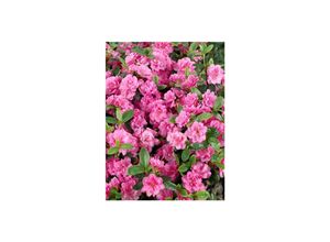 4063654072669 - Rhododendron obtusum Rosebud Azalee rosa Blüten 20–25 cm