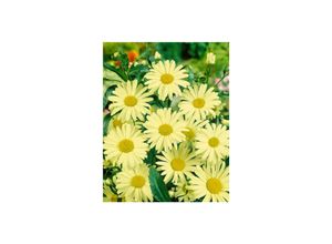4063654302803 - Leucanthemum x superbum Sonnenschein Margerite gelb ca 9x9 cm Topf