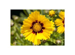 4063654025399 - Coreopsis grandiflora Sonnenkind Mädchenauge gelb ca 9x9 cm Topf 4063654025399 - Coreopsis grandiflora Sonnenkind Mädchenauge gelb ca 9x9 cm Topf