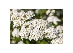 4063654221944 - Spiraea nipponica Snowmound Japanische Spiere weiß 40–60 cm