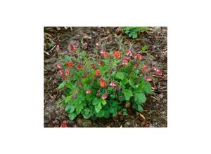 4063654297284 - Geum rivale Flames of Passion Bachnelkenwurz rot ca 9x9 cm Topf