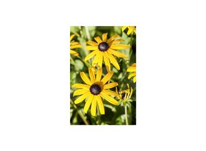 4063654259282 - Rudbeckia fulgida sullivantii Goldsturm gelb ca 9x9 cm Topf