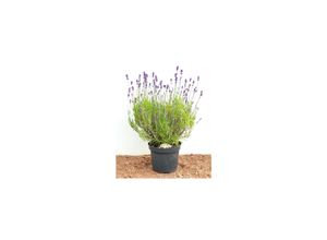 4063654001126 - Lavandula angustifolia Echter Lavendel duftend 2 Liter Container