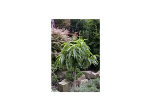 4063654262985 - Prunus persica wergpfirsich kompakt 60 cm
