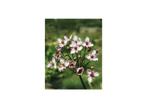 4063654290155 - Butomus umbellatus Schneeweißchen Schwanenblume weiß ca 9x9 cm Topf