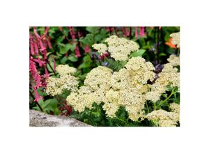 4063654285236 - Achillea filipendulina Hella Glashoff Schafgarbe goldgelb ca 9x9 cm Topf