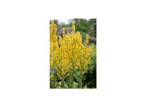 4063654313939 - Verbascum olympicum Königskerze silbergrau ca 9x9 cm Topf