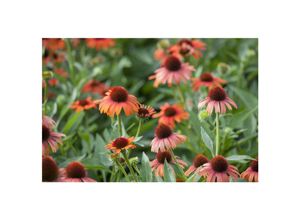 4063654257325 - Echinacea purpurea Sonnenhut rosa ca 9x9 cm Topf
