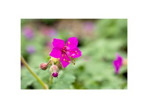 4063654296546 - Geranium macrorrhizum Czakor Balkan-Storchschnabel purpurrot ca 9x9 cm Topf