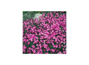 4063654293385 - Dianthus gratianop La Bourboule Nelke rosa ca 9x9 cm Topf