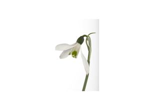 4063654257684 - Galanthus nivalis Schneeglöckchen weiß ca 9x9 cm Topf
