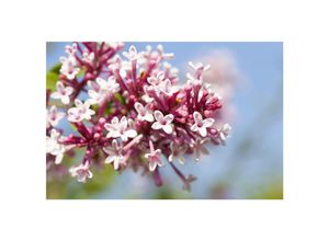4063654003120 - Syringa microphylla Superba Flieder rosa Blüten 80 cm Stammhöhe