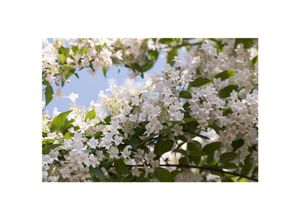 4063654025771 - Kolkwitzia amabilis Kolkwitzie rosa Blüten 40–60 cm