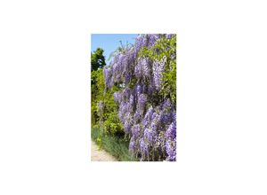 4063654800057 - Wisteria floribunda Macrobotrys Japanische Blauregen 150–200 cm