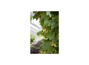 4063654282617 - Vitis vinifera coignetiae Zierwein 60–100 cm