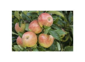 4063654280941 - Malus James Grieve Apfelbaum 150–200 cm saftig-süß