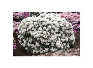4063654074670 - Rhododendron yakushimanum Schneekissen weiß 30–40 cm