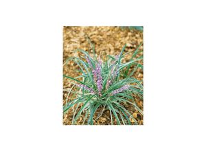 4063654303220 - Liriope spicata Lilientraube immergrün ca 9x9 cm Topf