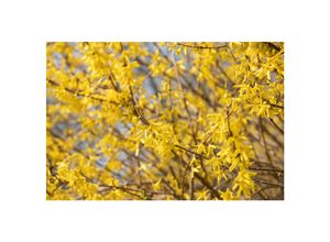 4063654236658 - Forsythia Maree dOr -R- Goldglöckchen gelb 30–40 cm