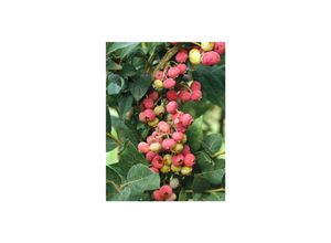 4063654820475 - Vaccinium corymbosum Pink Lemonade Heidelbeere rosa 30–40 cm
