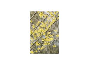 4063654319528 - Hamamelis intermedia Arnold Promise Zaubernuss gelb 60–80 cm