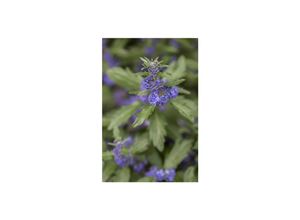 4063654245728 - Caryopteris clandonensis Blauer Spatz Bartblume blau 40–60 cm