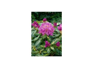 4063654006251 - Rhododendron Hybr Goldflimmer gelb-grün panaschiert 40–50 cm