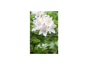 4063654068990 - Rhododendron luteum Whitethroat gelb 30–40 cm