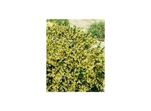 4063654835295 - Cytisus scoparius Golden Cascade Besenginster goldgelb 60–80 cm